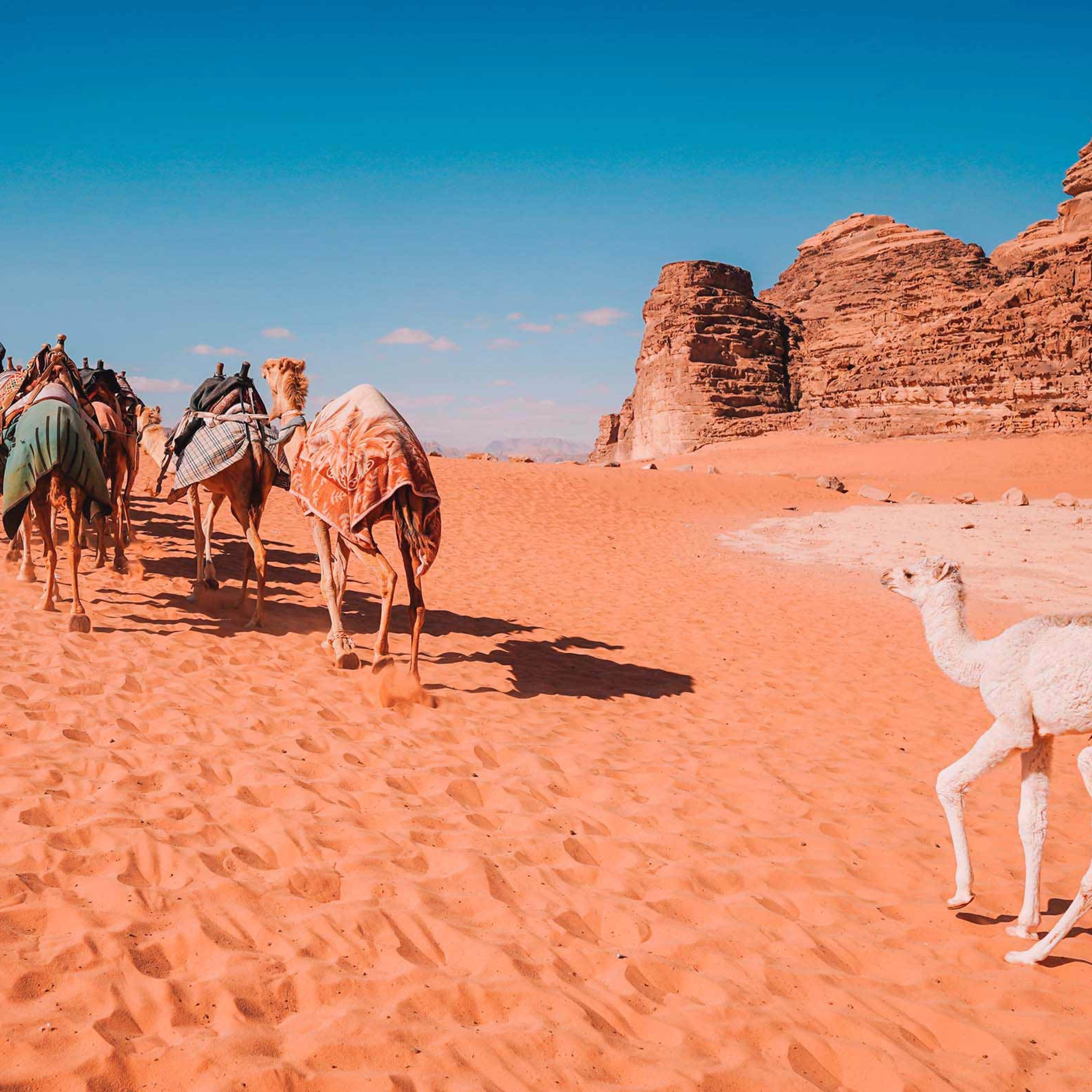 Petra, la maravilla oculta de Jordania.