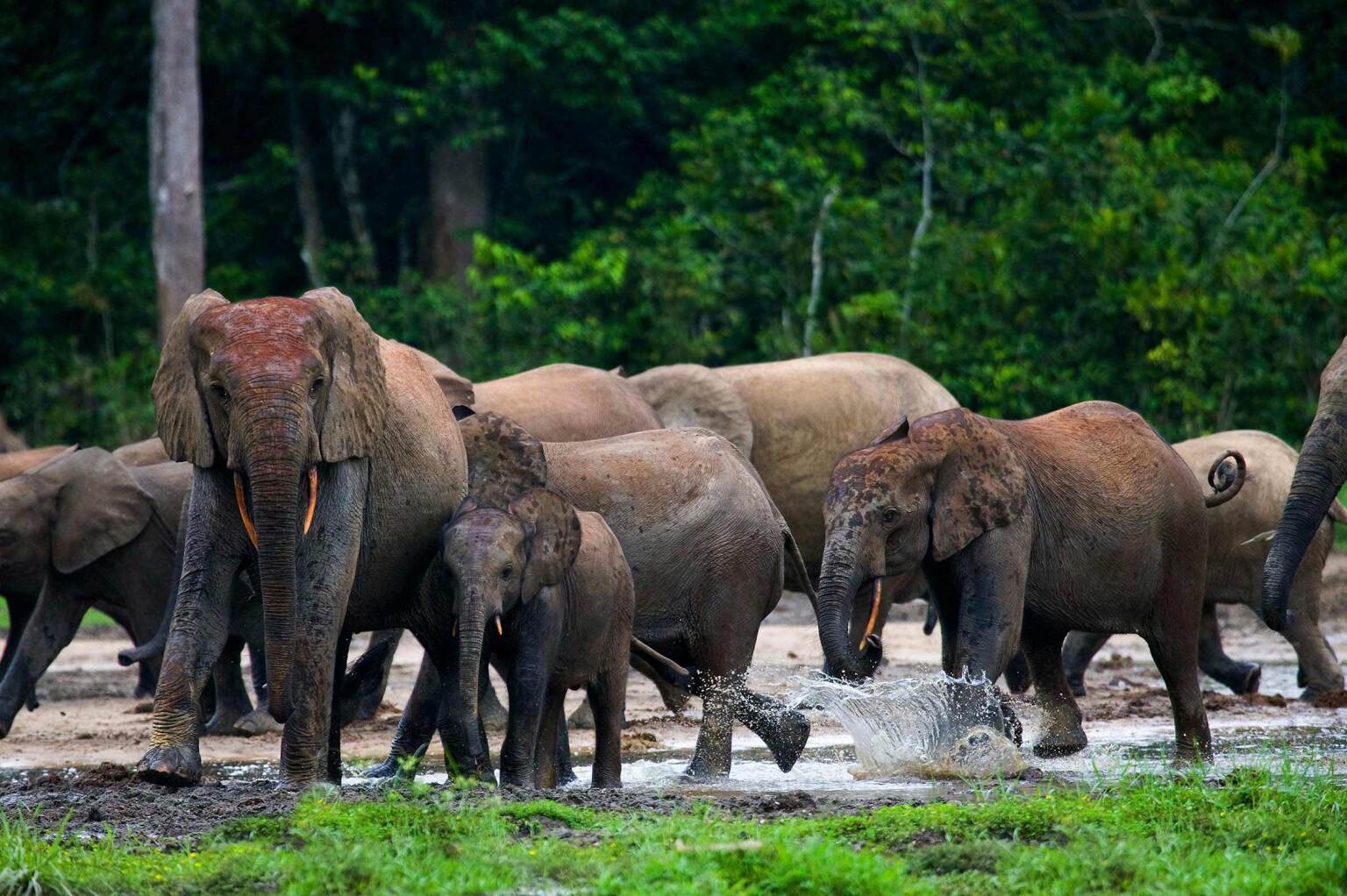 Viaje a República Centro Africana. Dzanga Sangha, el claro de elefant