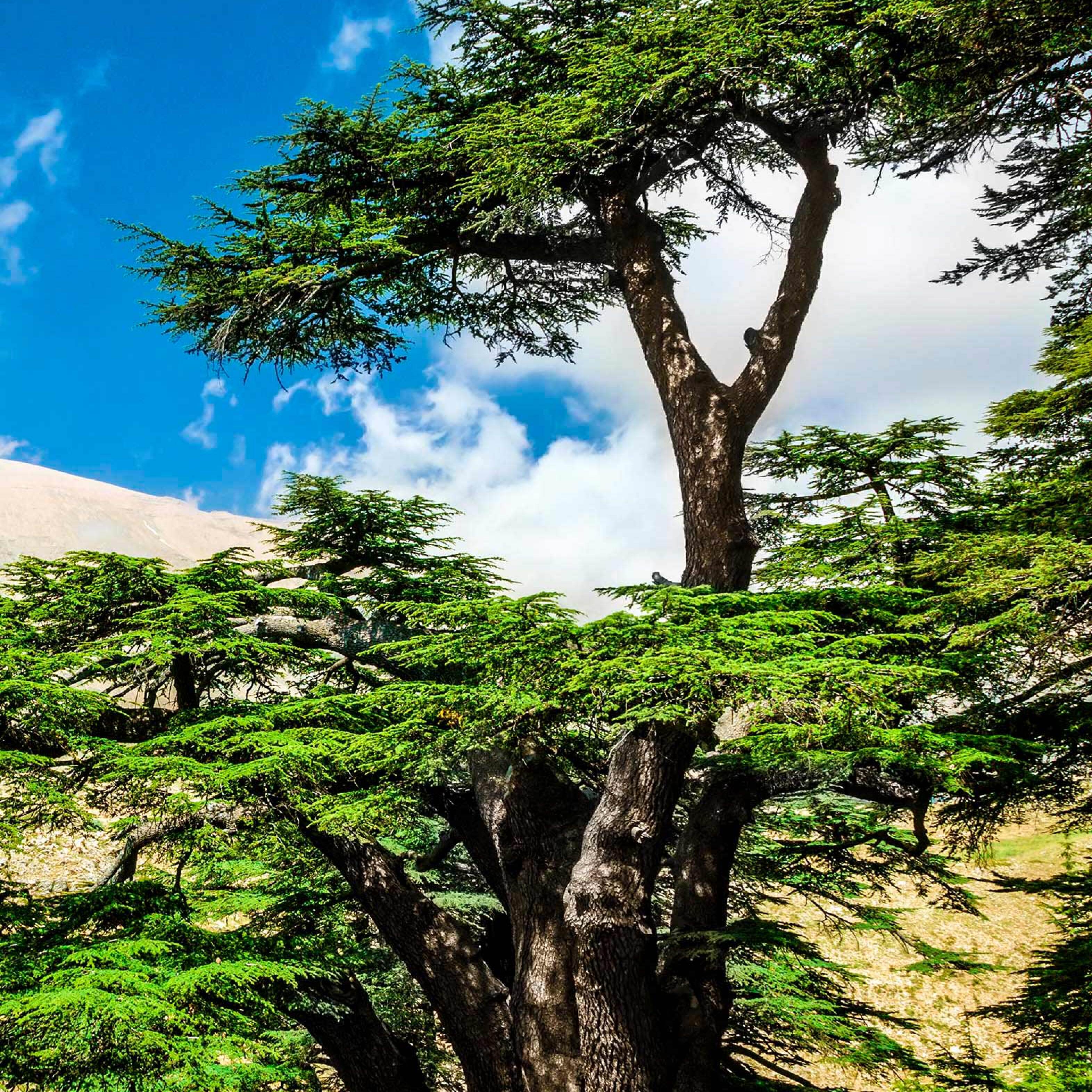 Líbano, el destino imperdible para los amantes de la historia antigua