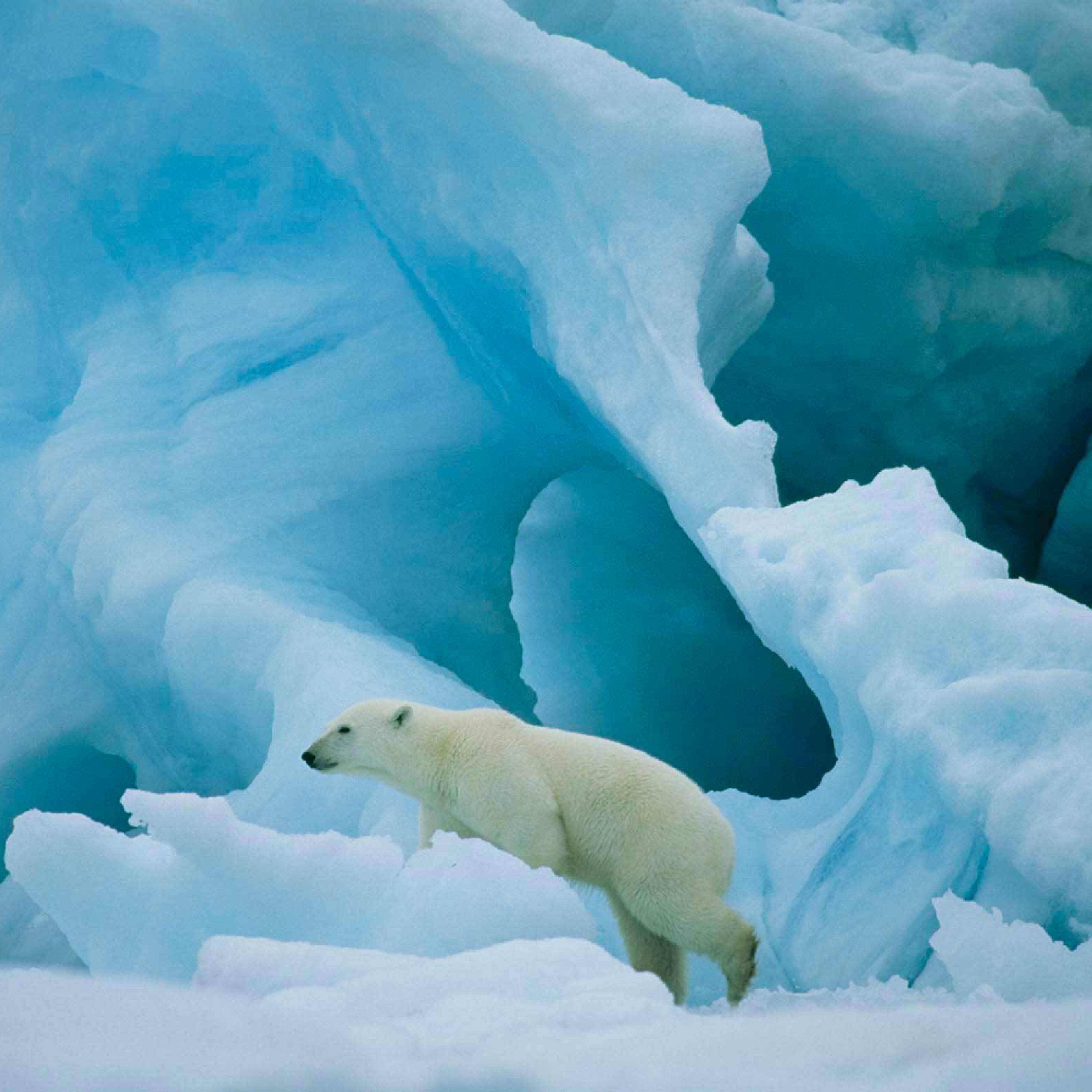 Descubriendo el Continente Helado, exploradores de la Antártida.